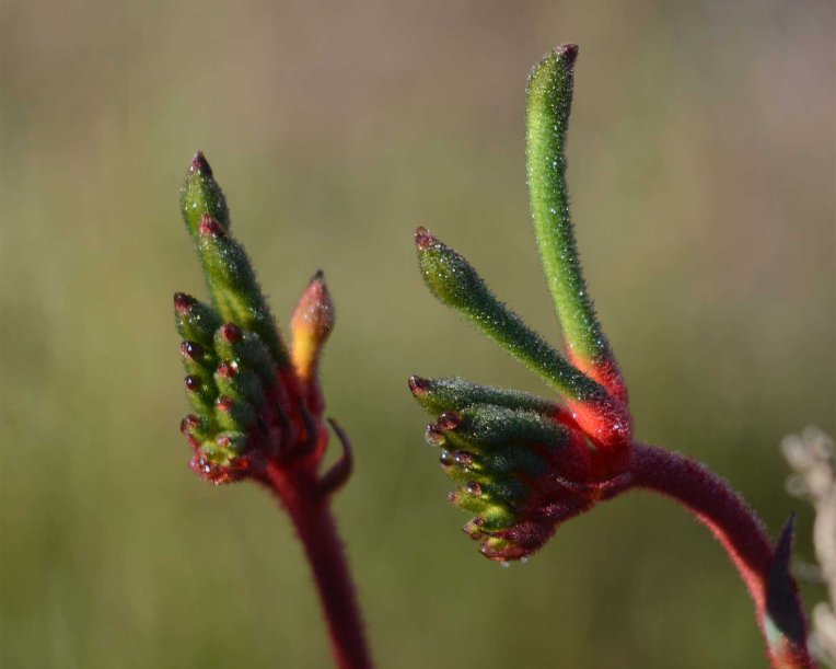 Perth Birds and Bush – Bird watching, wildflower and nature tours from ...
