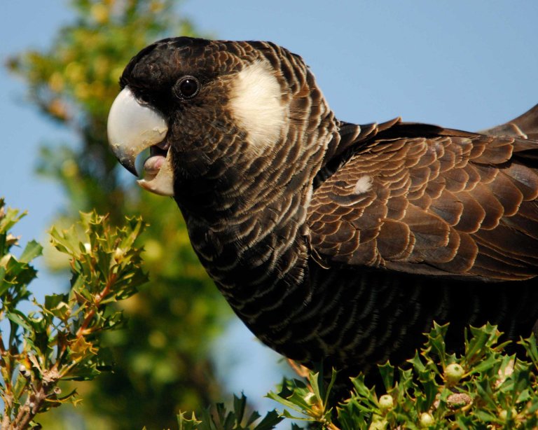 Bush Birds – Perth Birds and Bush