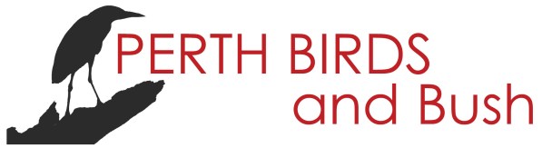 Orchids – Perth Birds and Bush