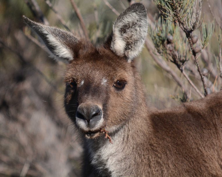 Perth Birds and Bush – Bird watching, wildflower and nature tours from ...