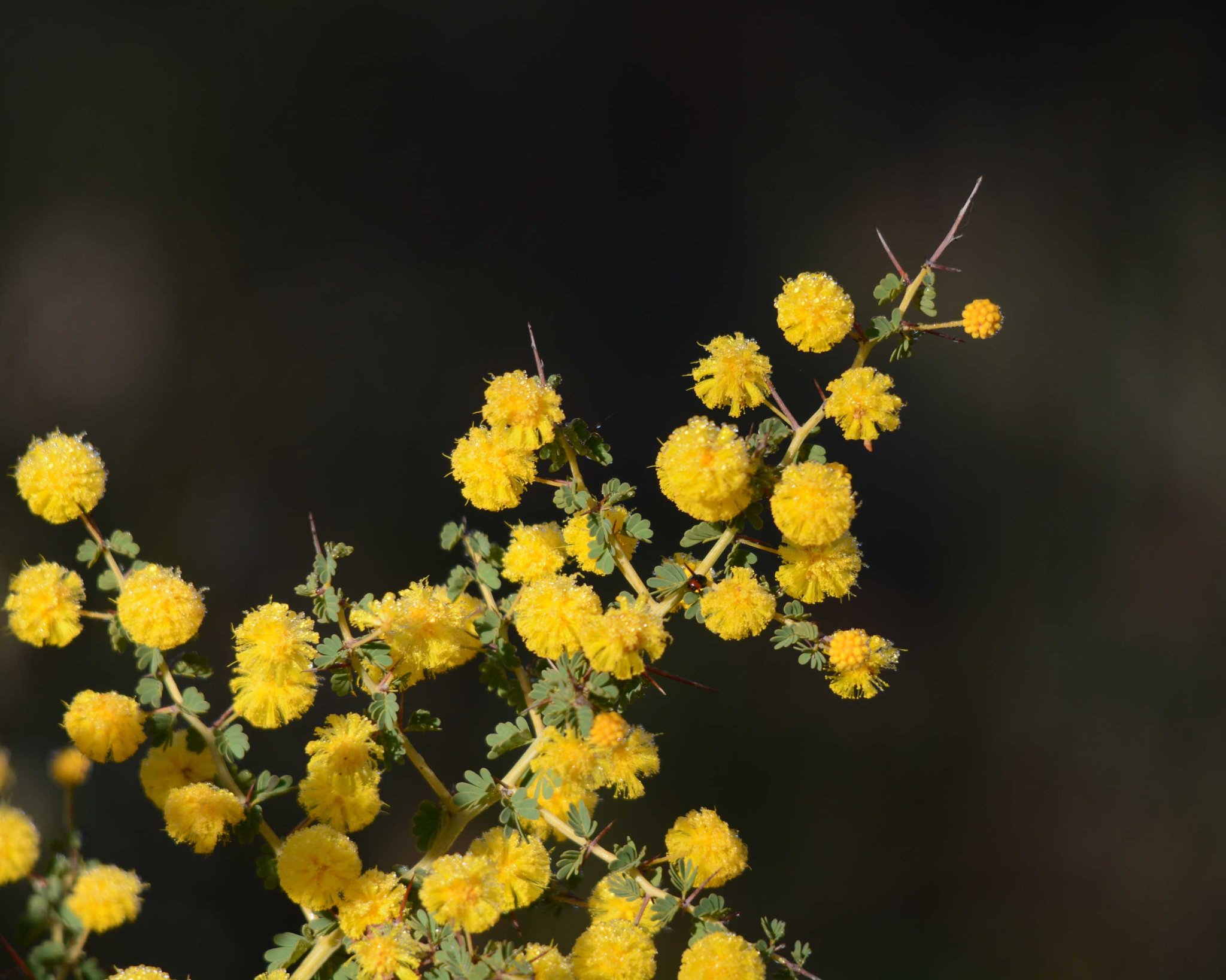Acacia – Perth Birds and Bush