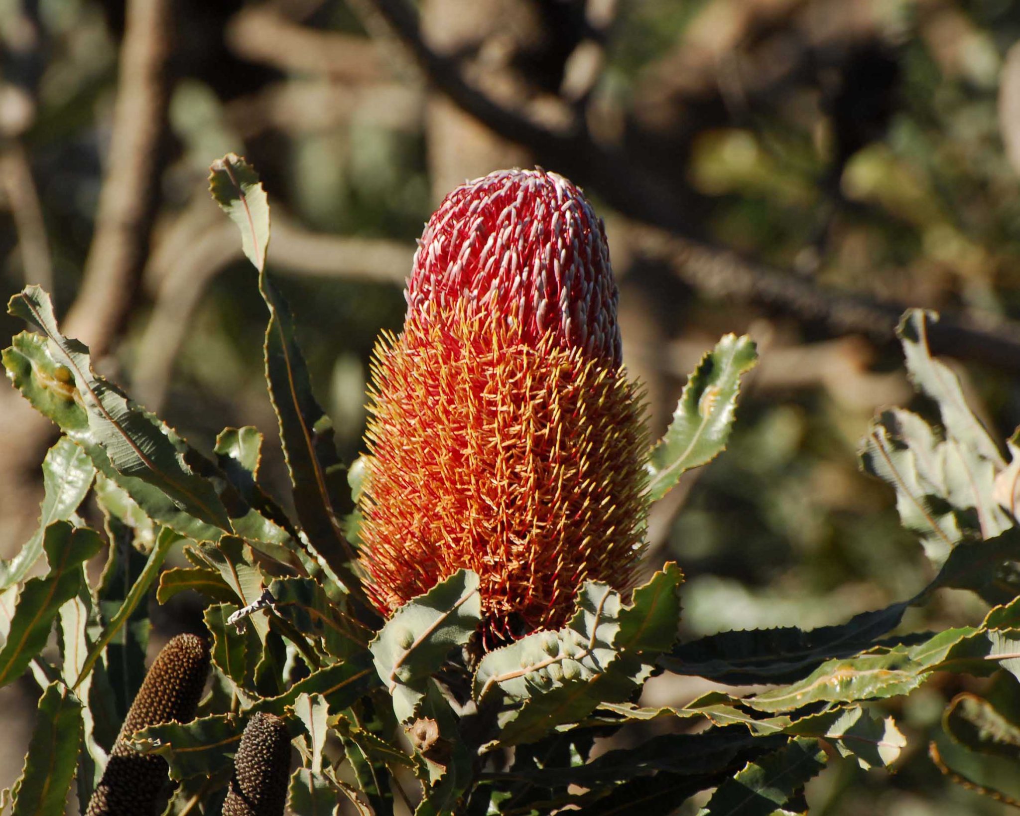 Wildflower tours – Perth Birds and Bush