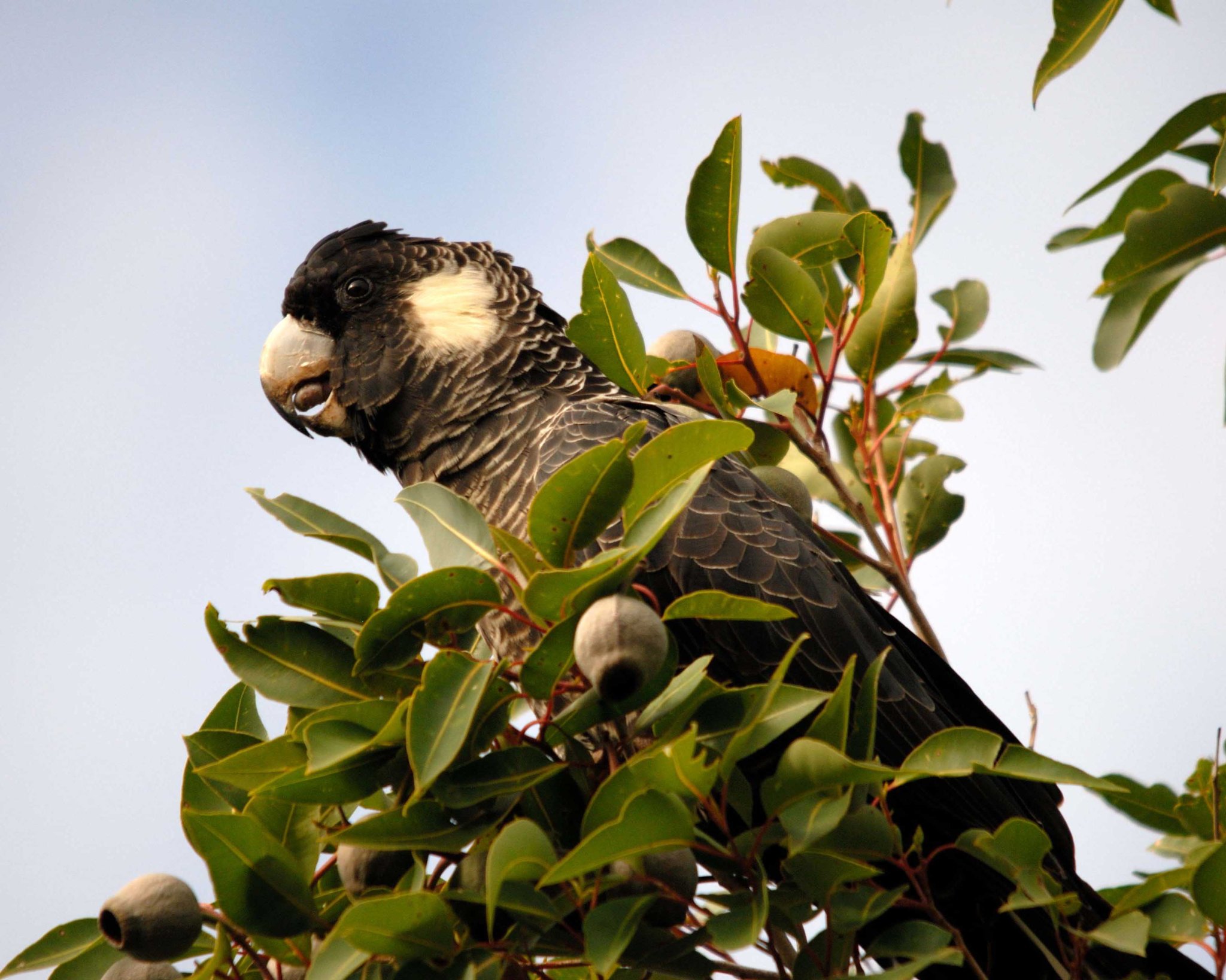Bush Birds – Perth Birds and Bush