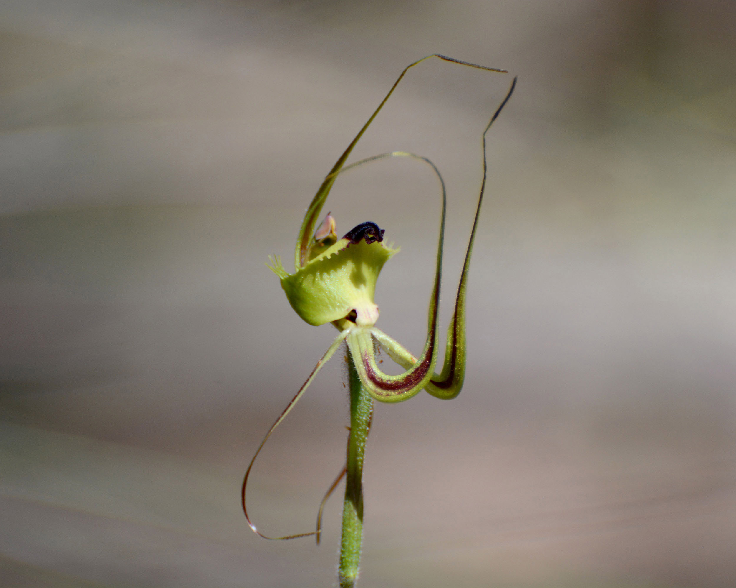 Orchids – Perth Birds and Bush
