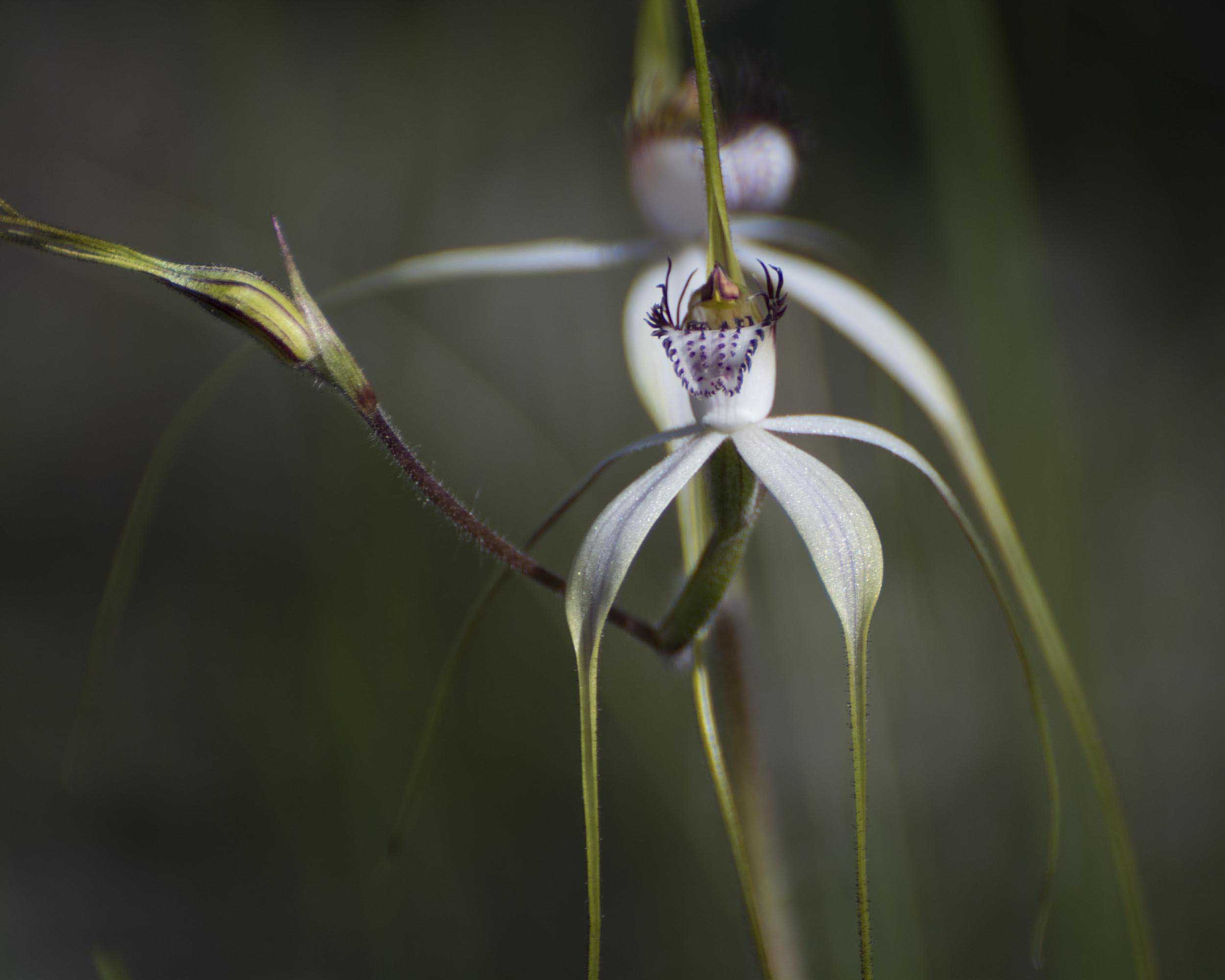Orchids – Perth Birds and Bush