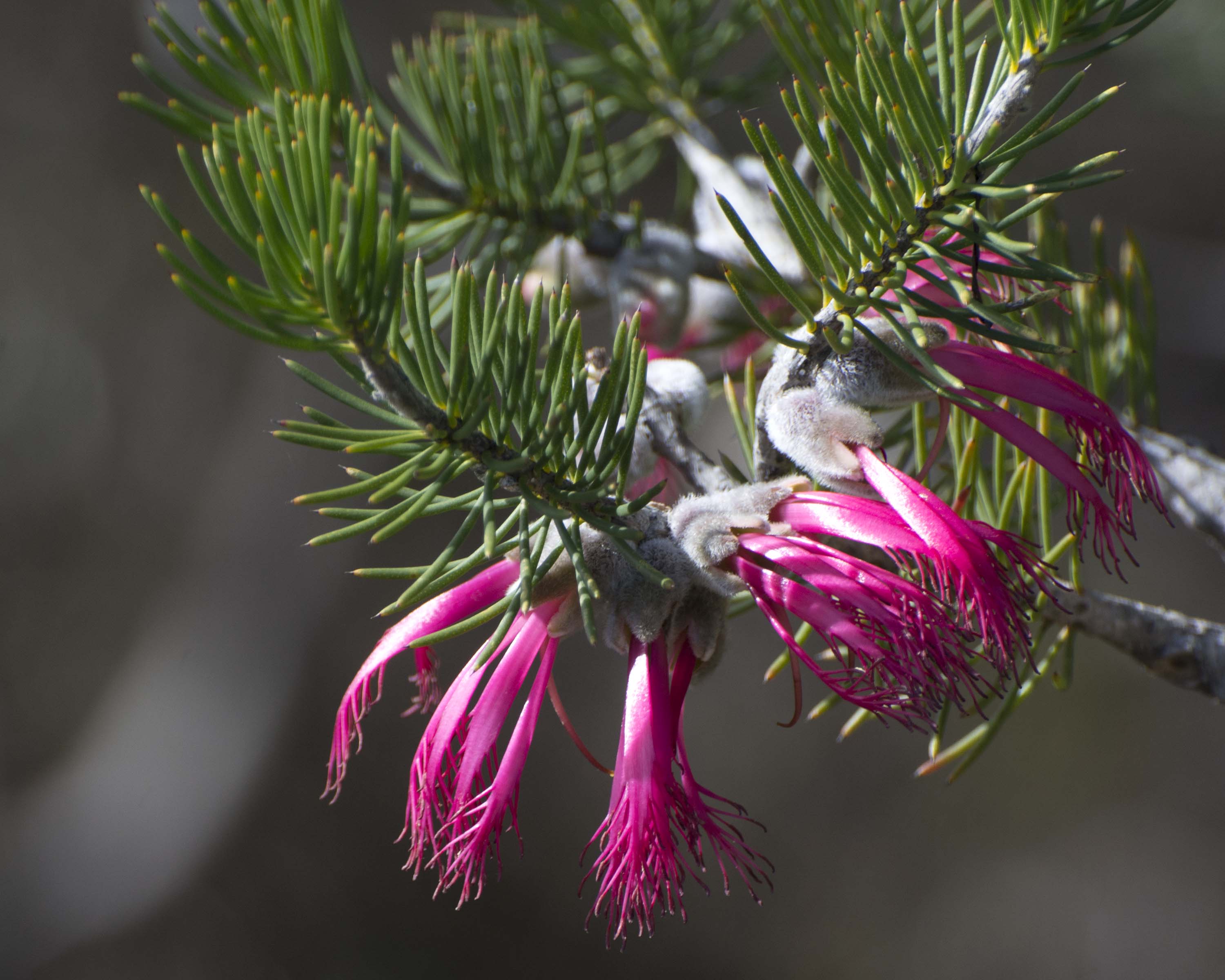 Wildflower tours – Perth Birds and Bush