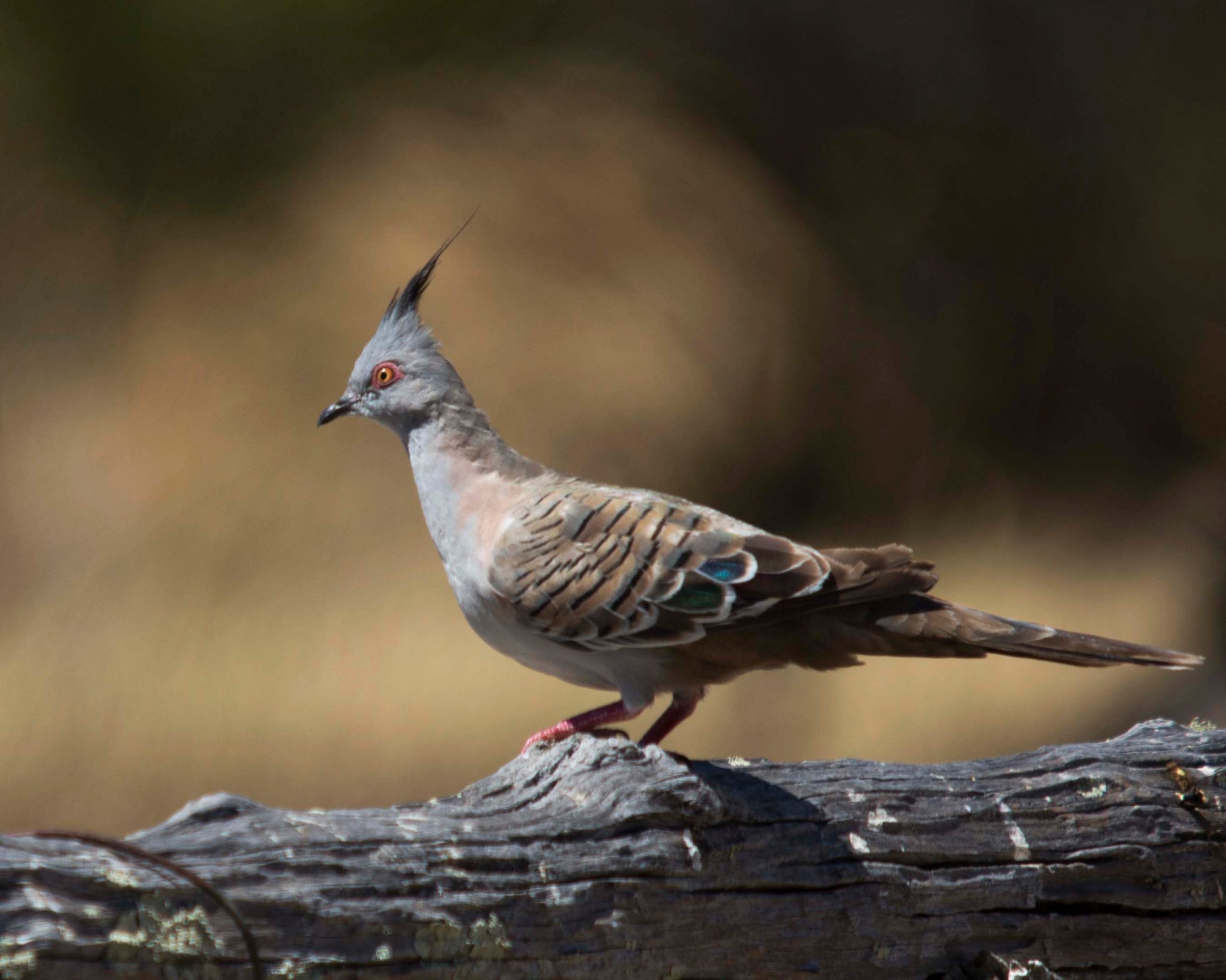Bush Birds – Perth Birds and Bush