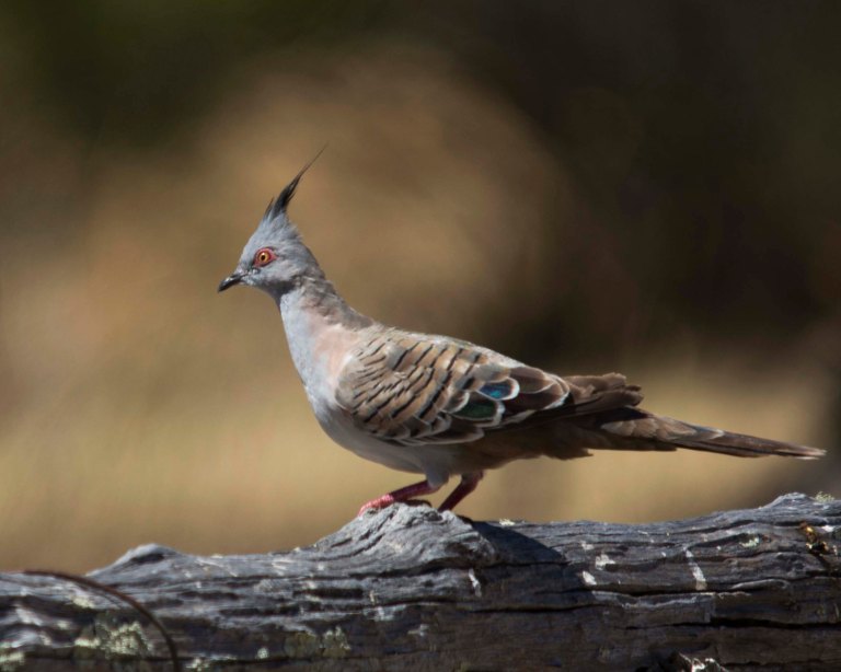 Bush Birds – Perth Birds and Bush