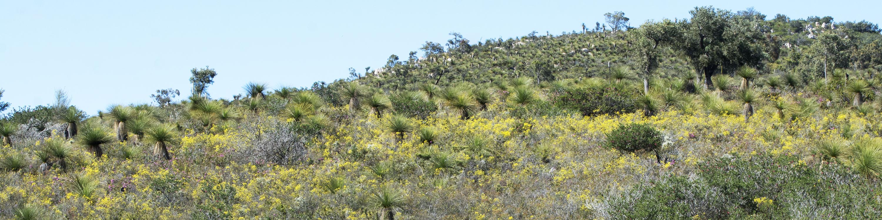 Wildflower tours – Perth Birds and Bush