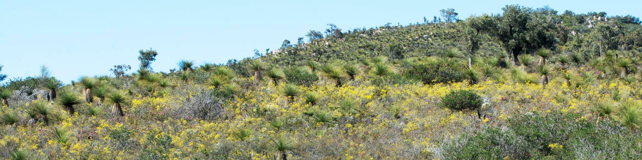 Wildflower tours – Perth Birds and Bush