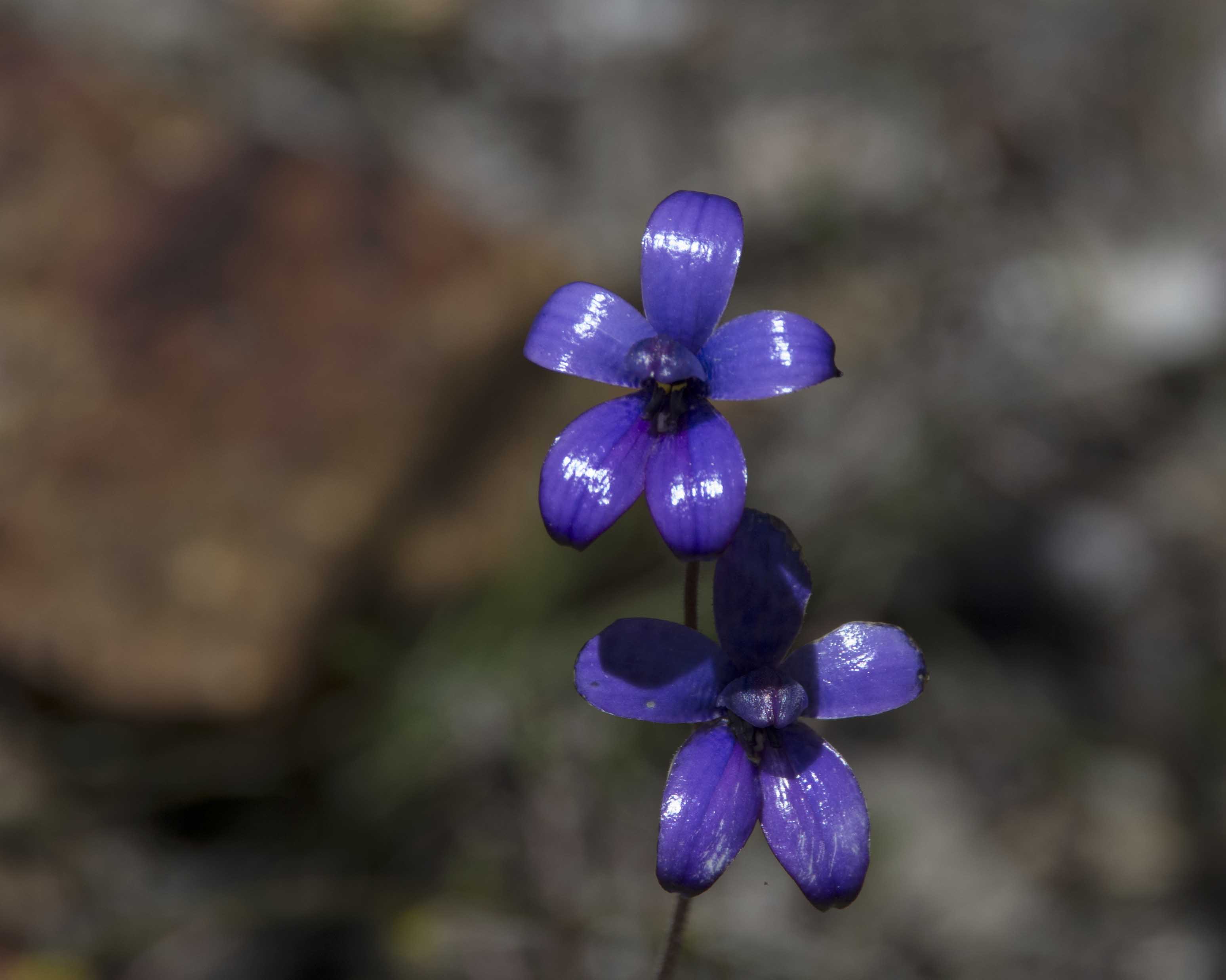 Perth Birds and Bush – Bird watching, wildflower and nature tours from ...