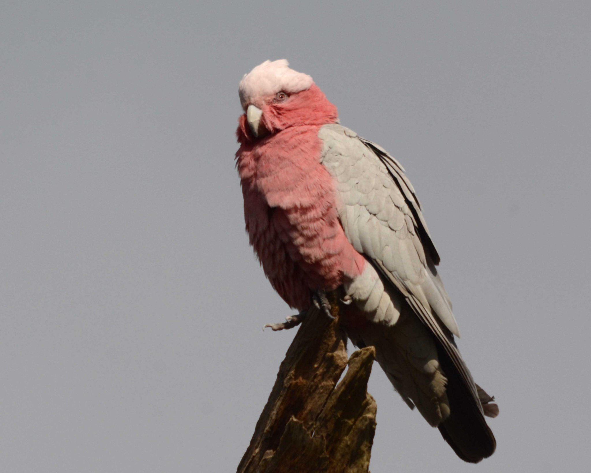 Bush Birds – Perth Birds and Bush