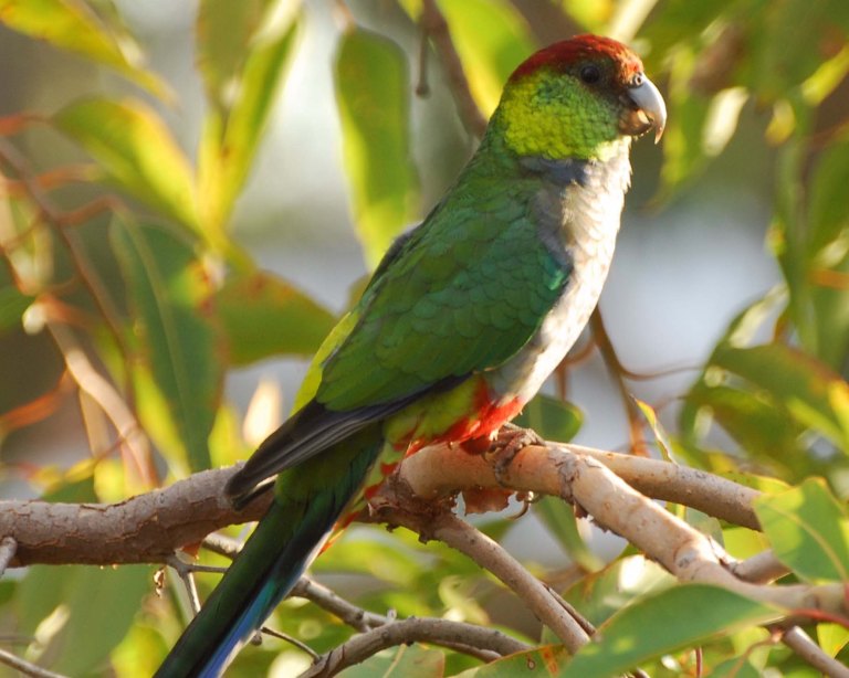 Bush Birds – Perth Birds and Bush