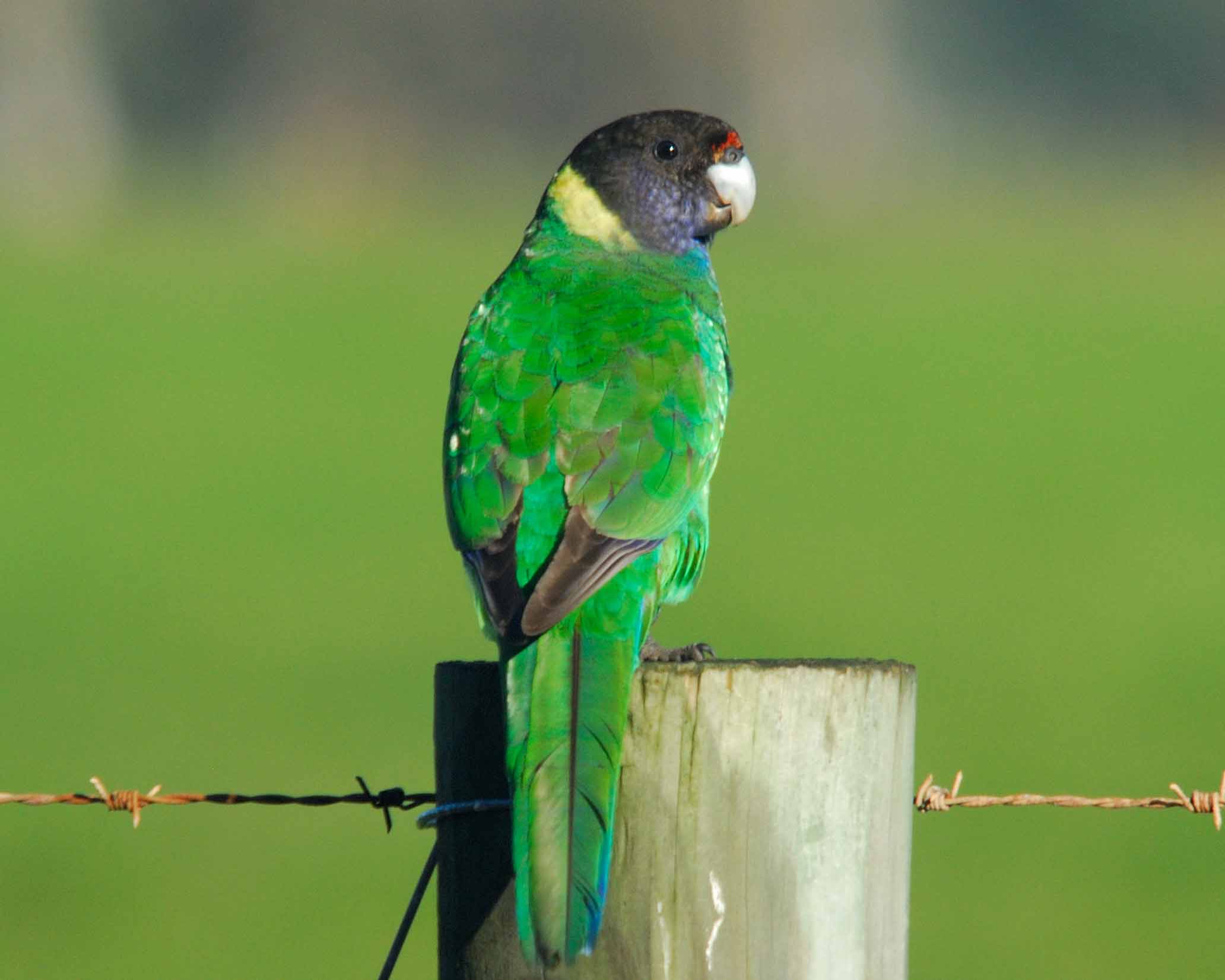 Bush Birds – Perth Birds and Bush