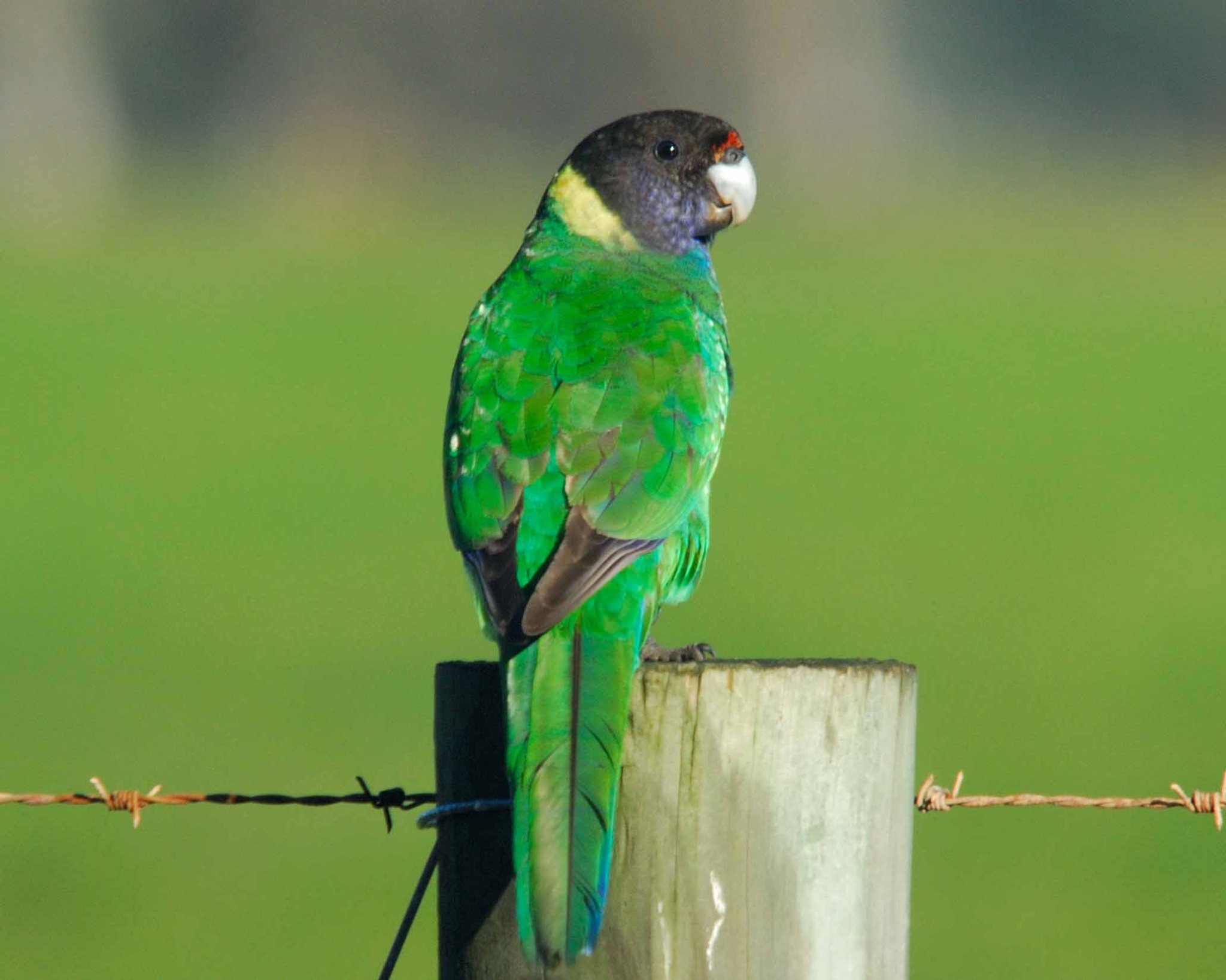 Bush Birds – Perth Birds and Bush