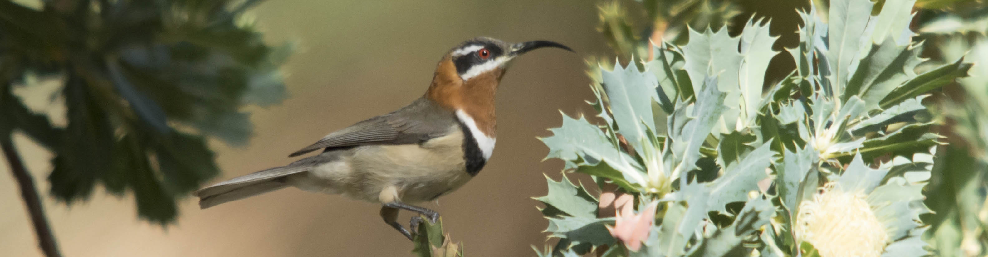 Tours – Perth Birds and Bush