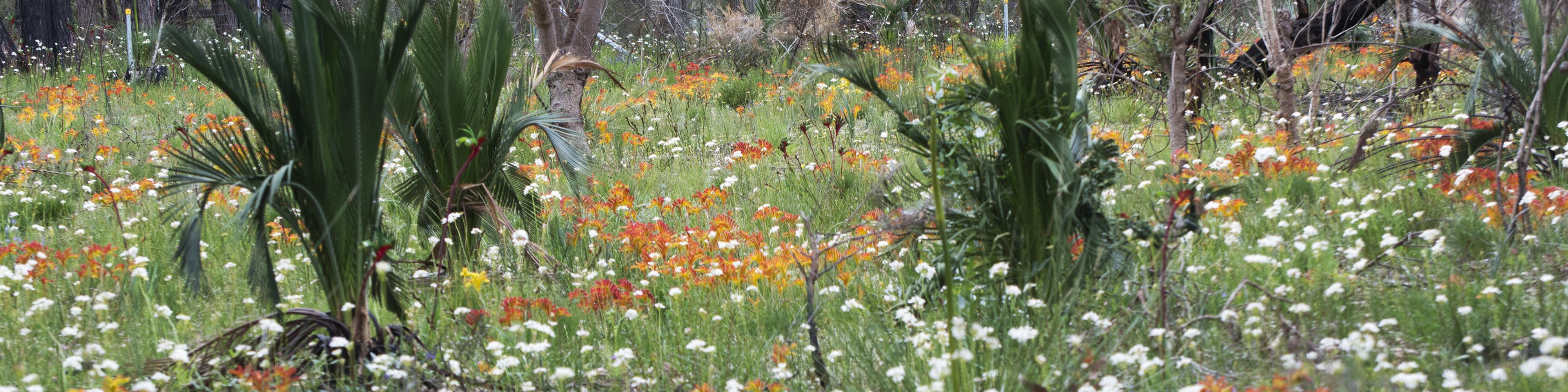 Wildflower tours – Perth Birds and Bush