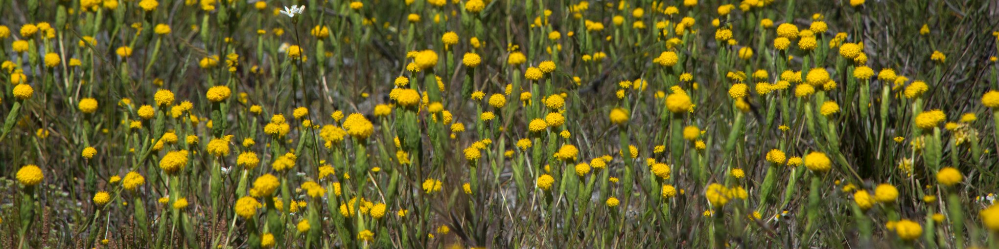 Wildflower tours – Perth Birds and Bush
