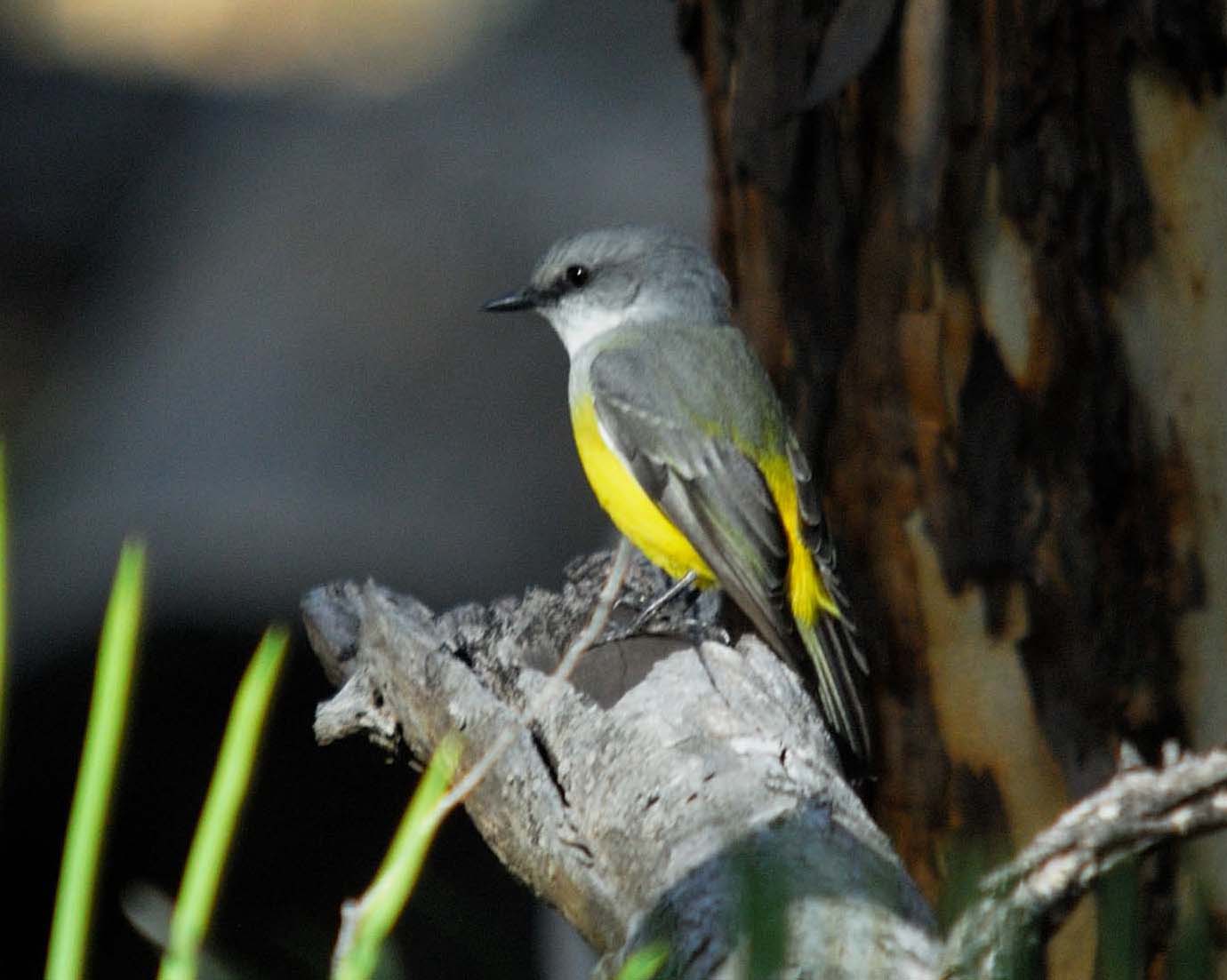 Gallery – Perth Birds and Bush