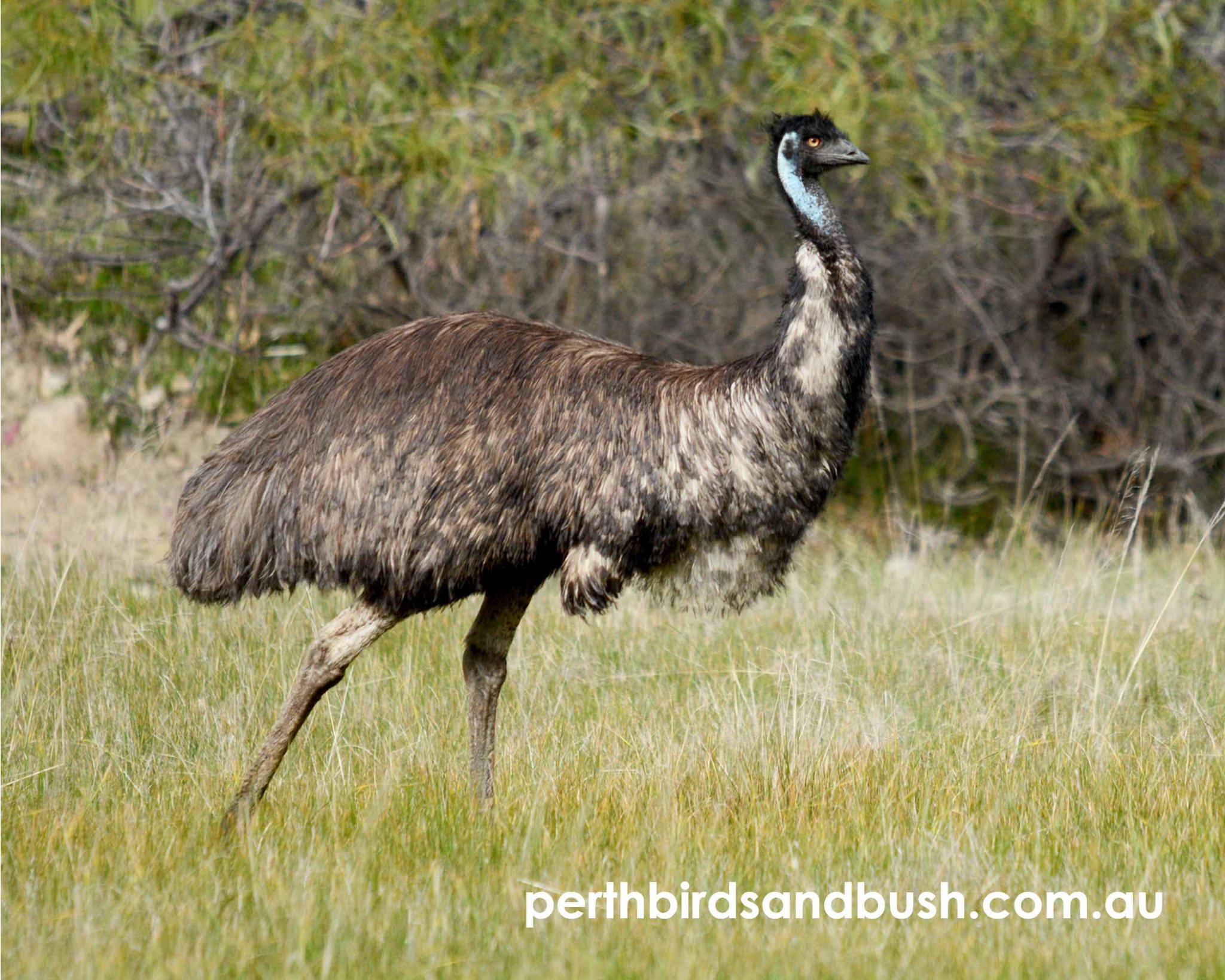 Bush Birds – Perth Birds and Bush