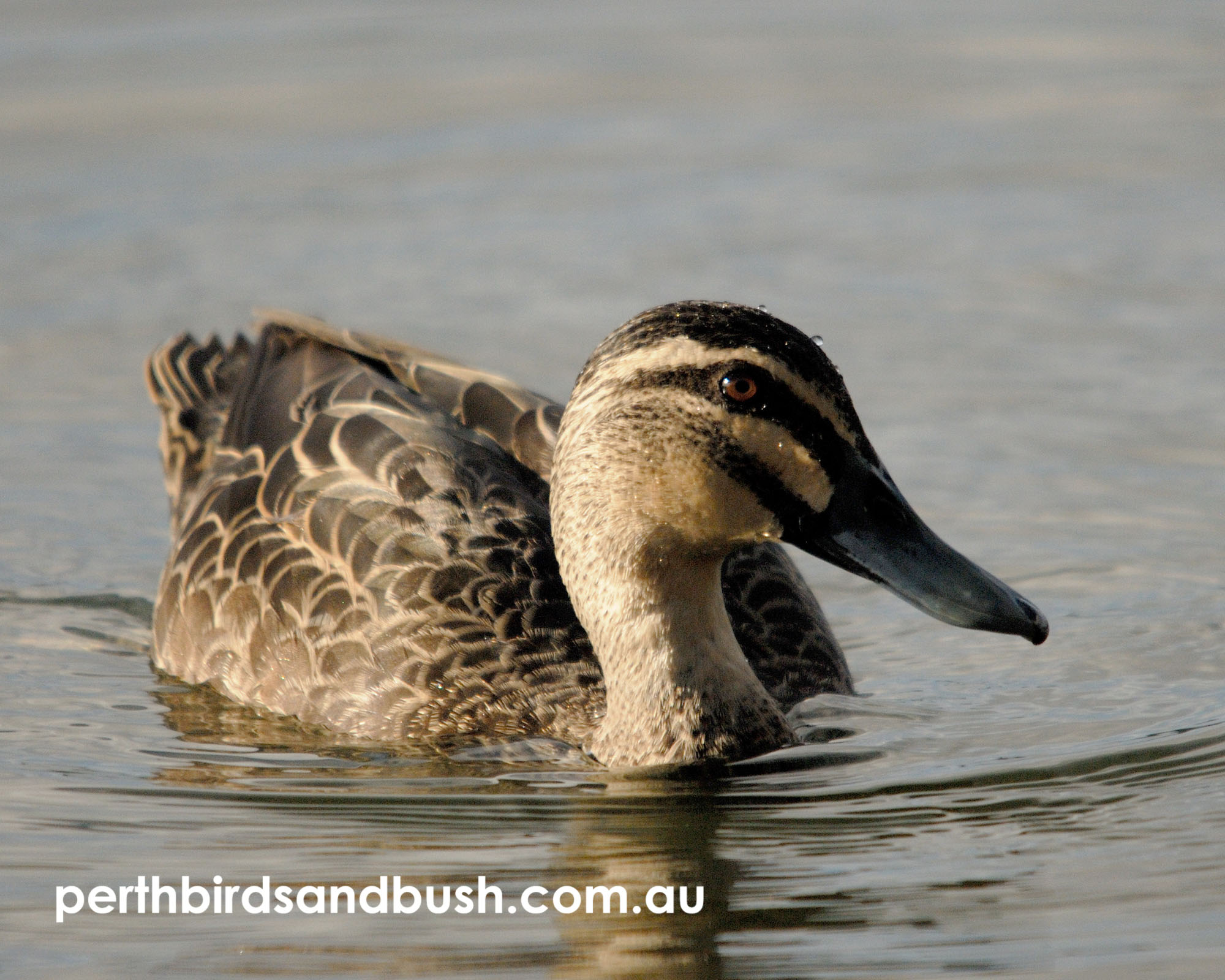 Waterbirds and Raptors – Perth Birds and Bush