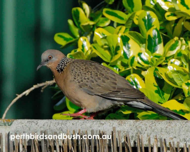 Bush Birds – Perth Birds and Bush