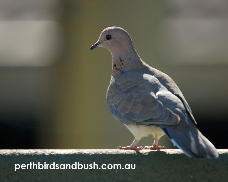 Bush Birds – Perth Birds and Bush
