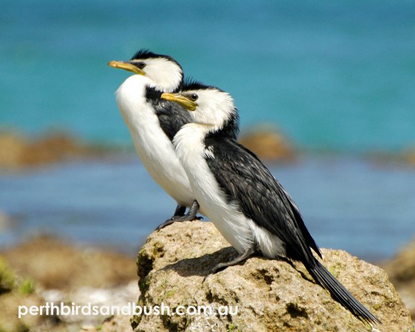 Waterbirds and Raptors – Perth Birds and Bush