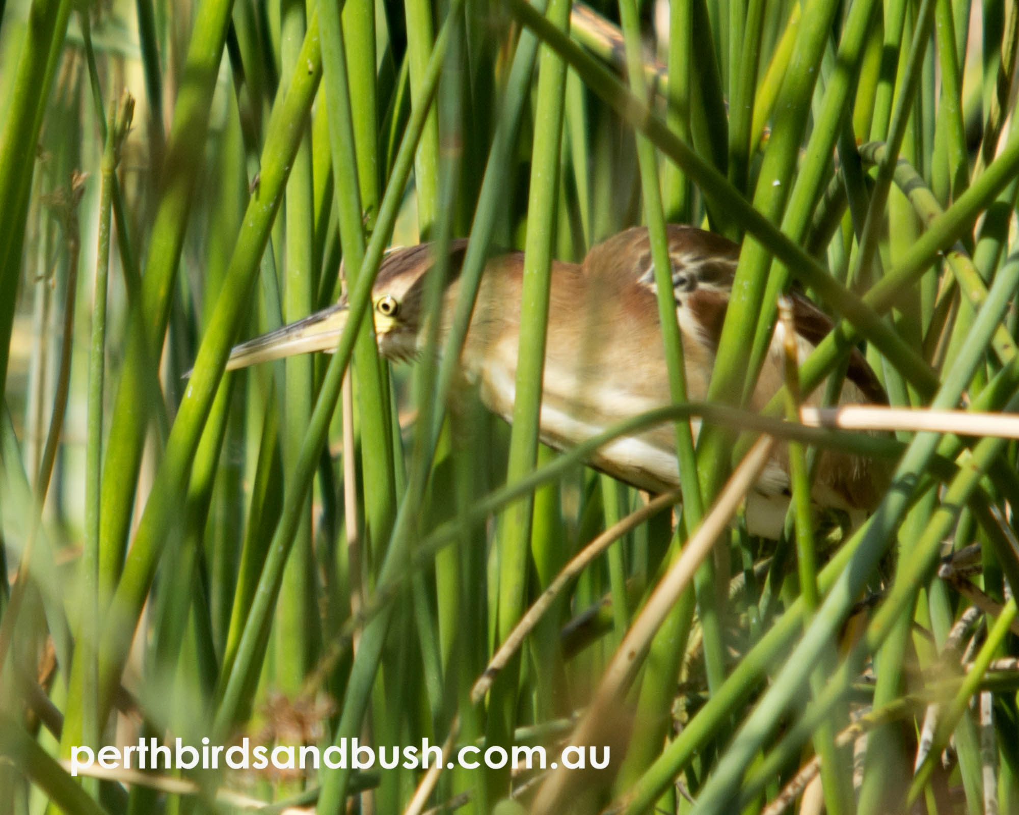 Waterbirds and Raptors – Perth Birds and Bush
