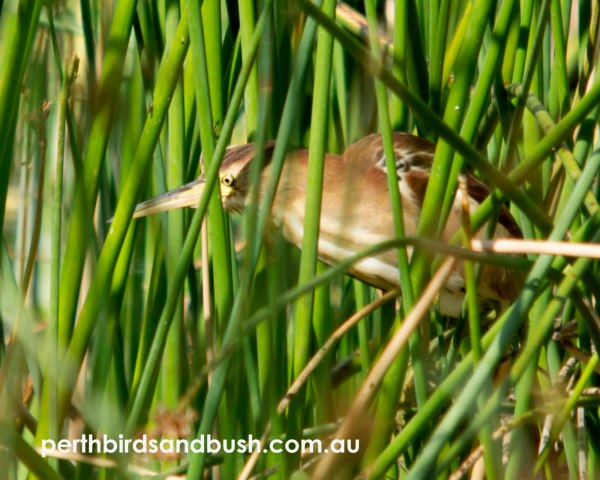 Waterbirds and Raptors – Perth Birds and Bush
