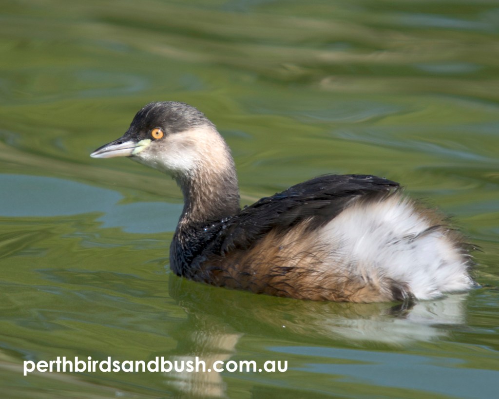 Waterbirds and Raptors – Perth Birds and Bush