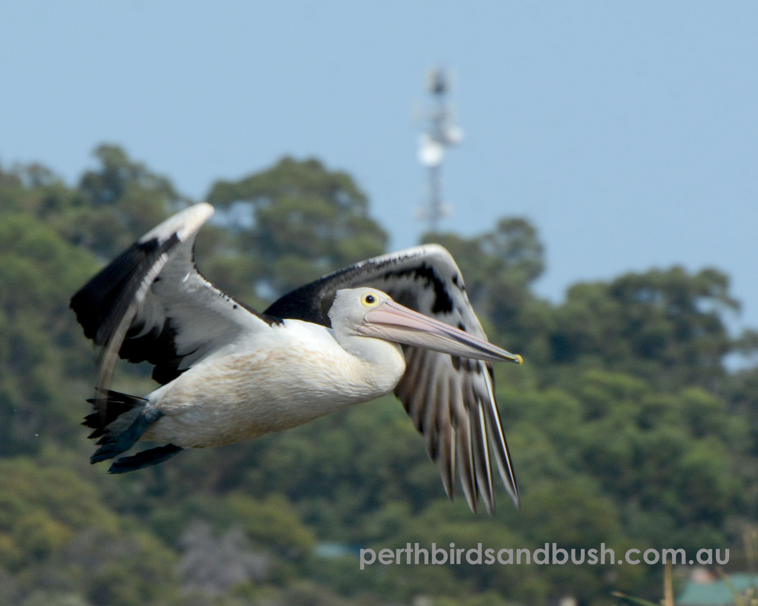 Waterbirds and Raptors – Perth Birds and Bush