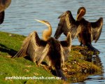 Waterbirds and Raptors – Perth Birds and Bush