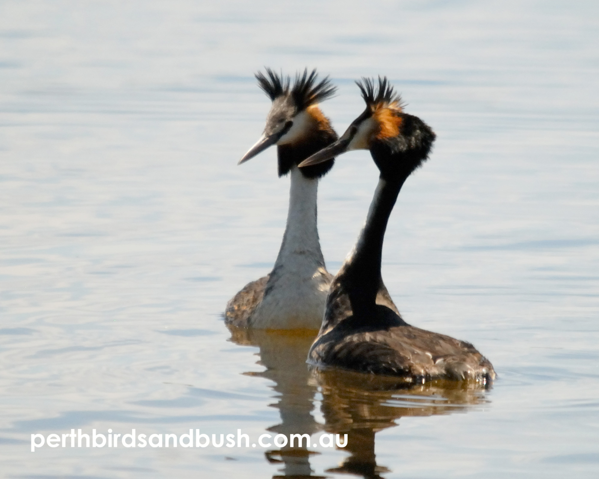 Waterbirds and Raptors – Perth Birds and Bush
