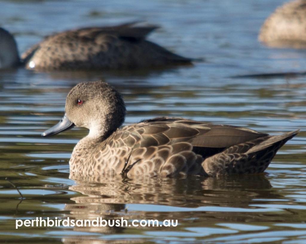 Waterbirds and Raptors – Perth Birds and Bush