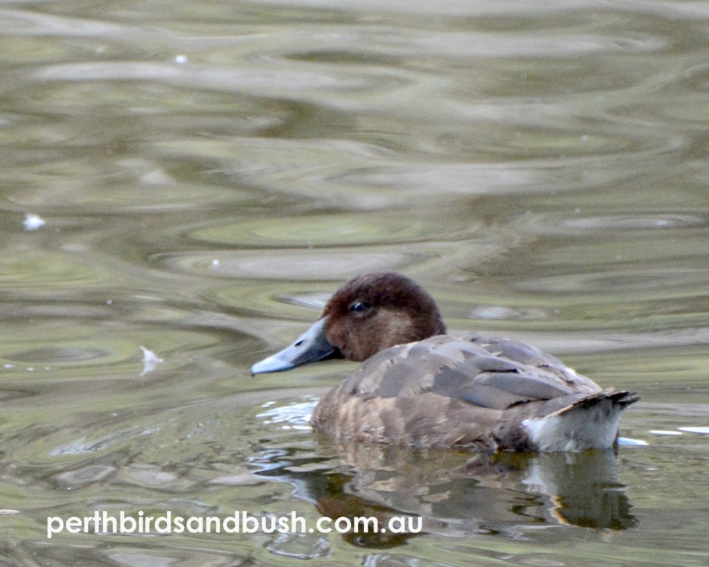 Waterbirds and Raptors – Perth Birds and Bush