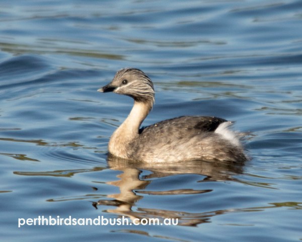 Waterbirds and Raptors – Perth Birds and Bush