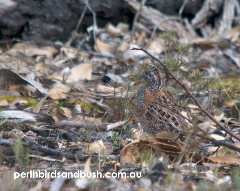 Bush Birds – Perth Birds and Bush