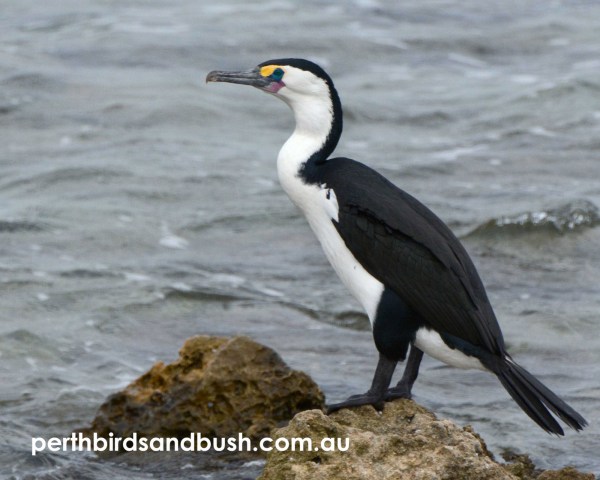 Waterbirds and Raptors – Perth Birds and Bush