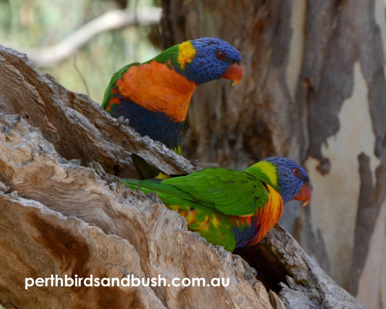 Bush Birds – Perth Birds and Bush
