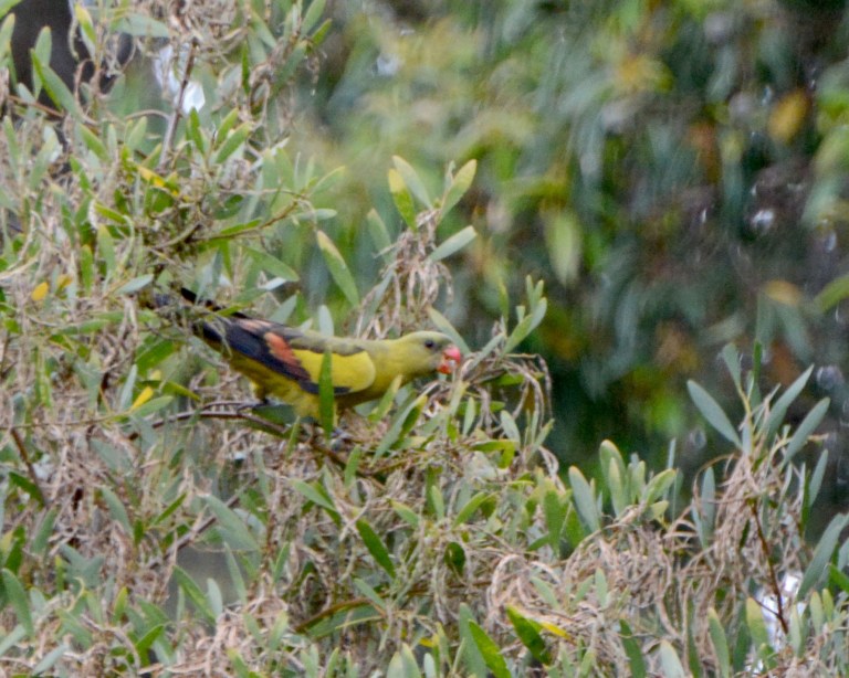 Bush Birds – Perth Birds and Bush