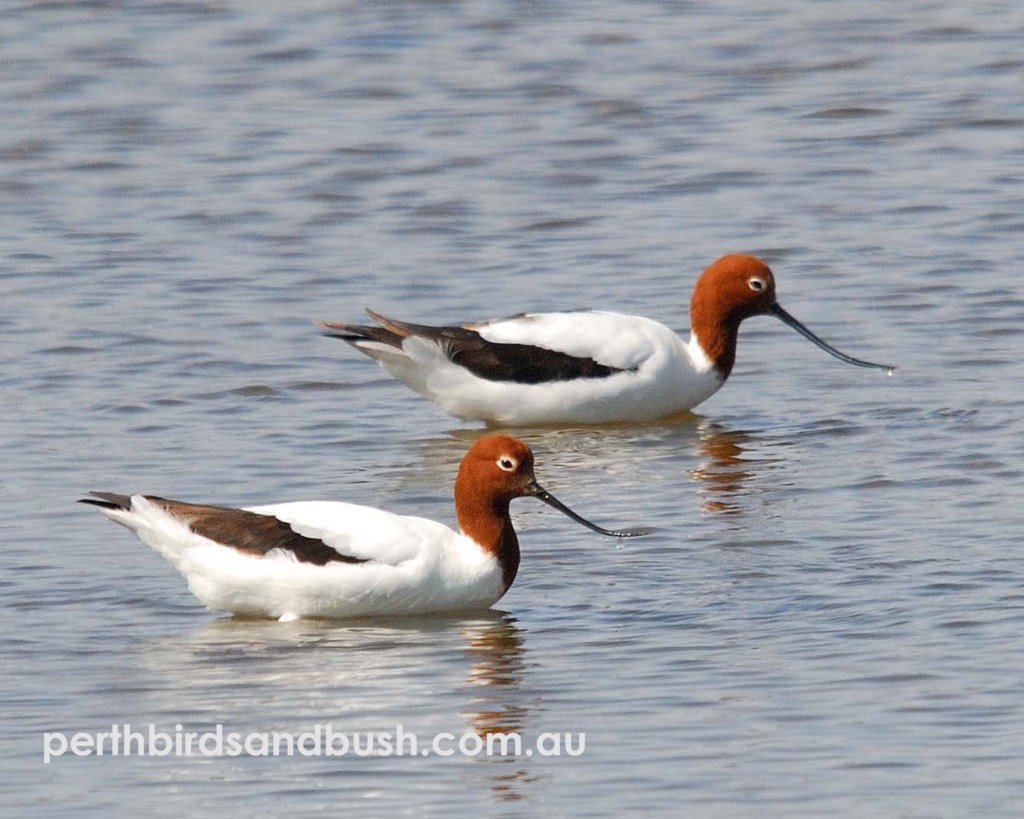 Shorebirds, Gulls and Terns – Perth Birds and Bush
