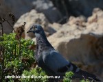 Bush Birds – Perth Birds and Bush
