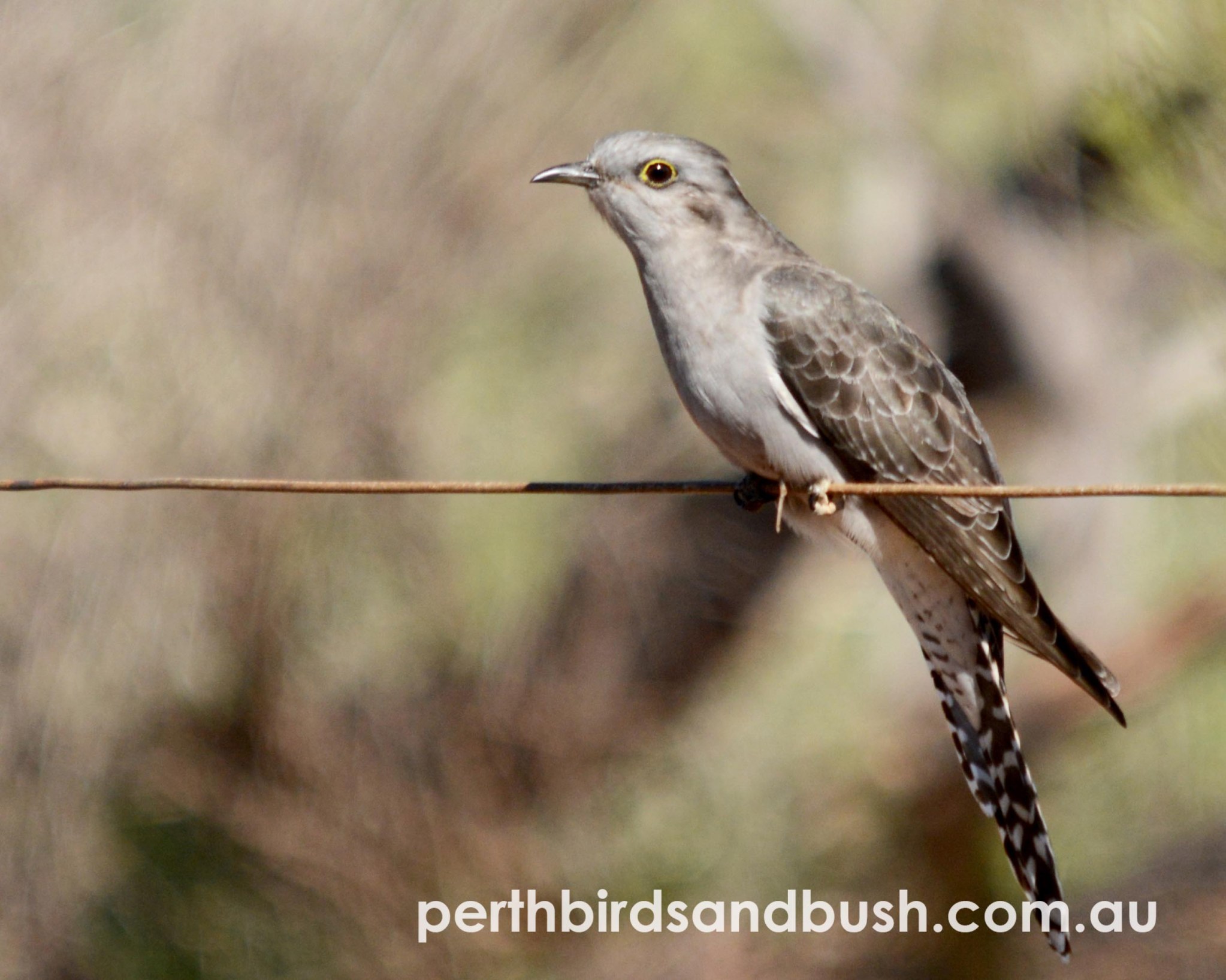 Bush Birds – Perth Birds and Bush