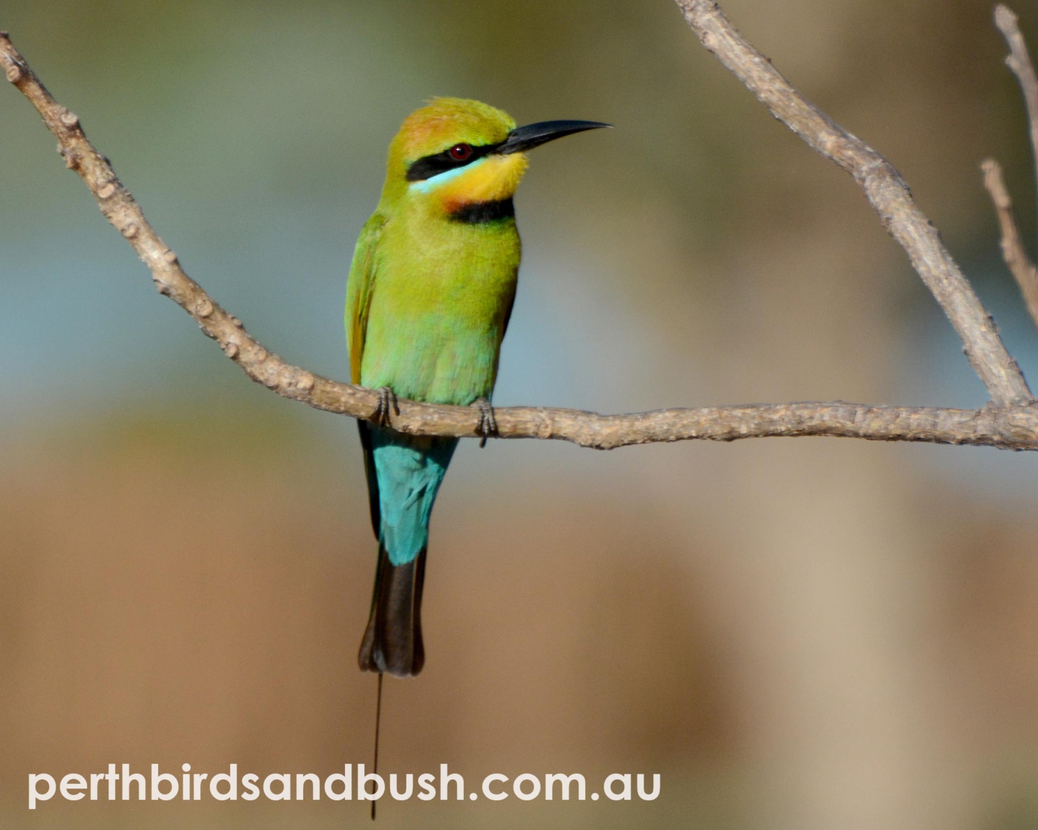Bush Birds – Perth Birds and Bush