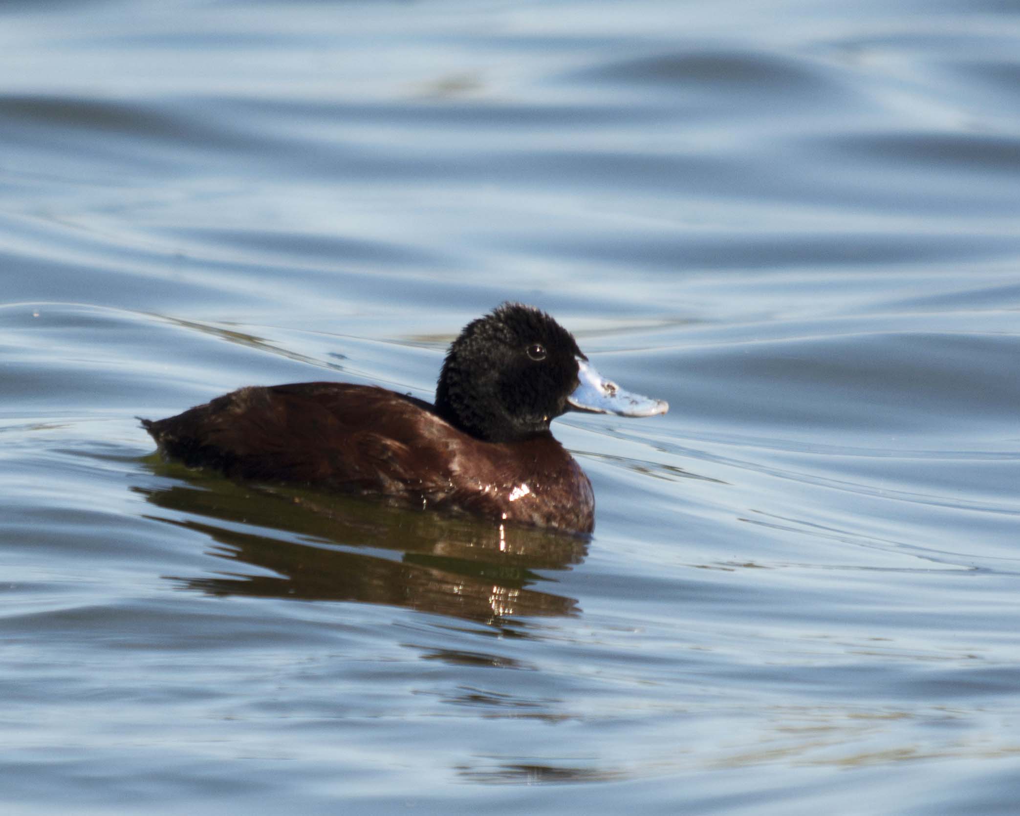 Waterbirds and Raptors – Perth Birds and Bush
