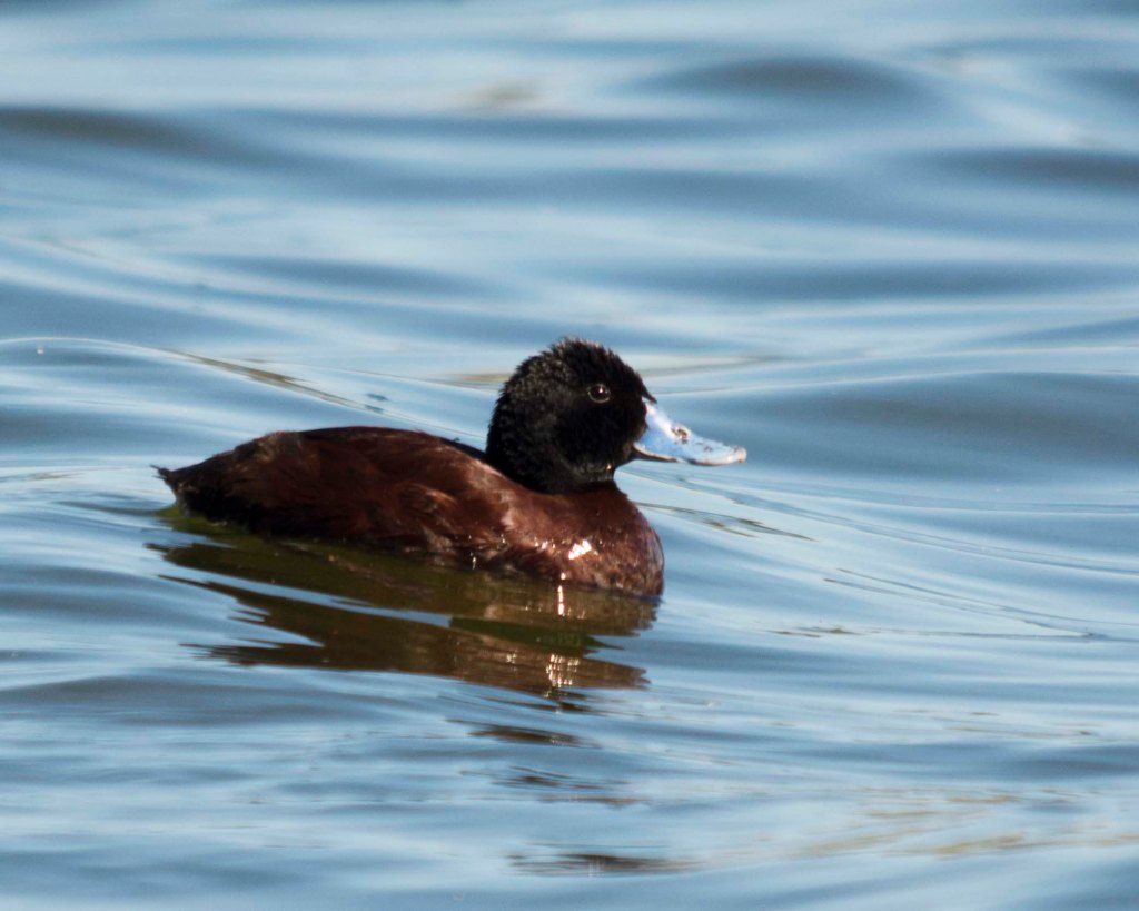 Waterbirds and Raptors – Perth Birds and Bush