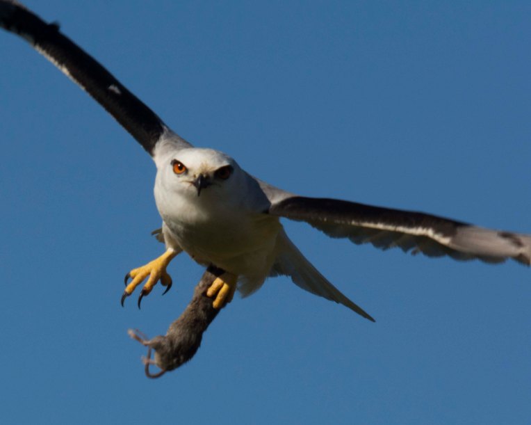 Perth Birds and Bush – Bird watching, wildflower and nature tours from ...