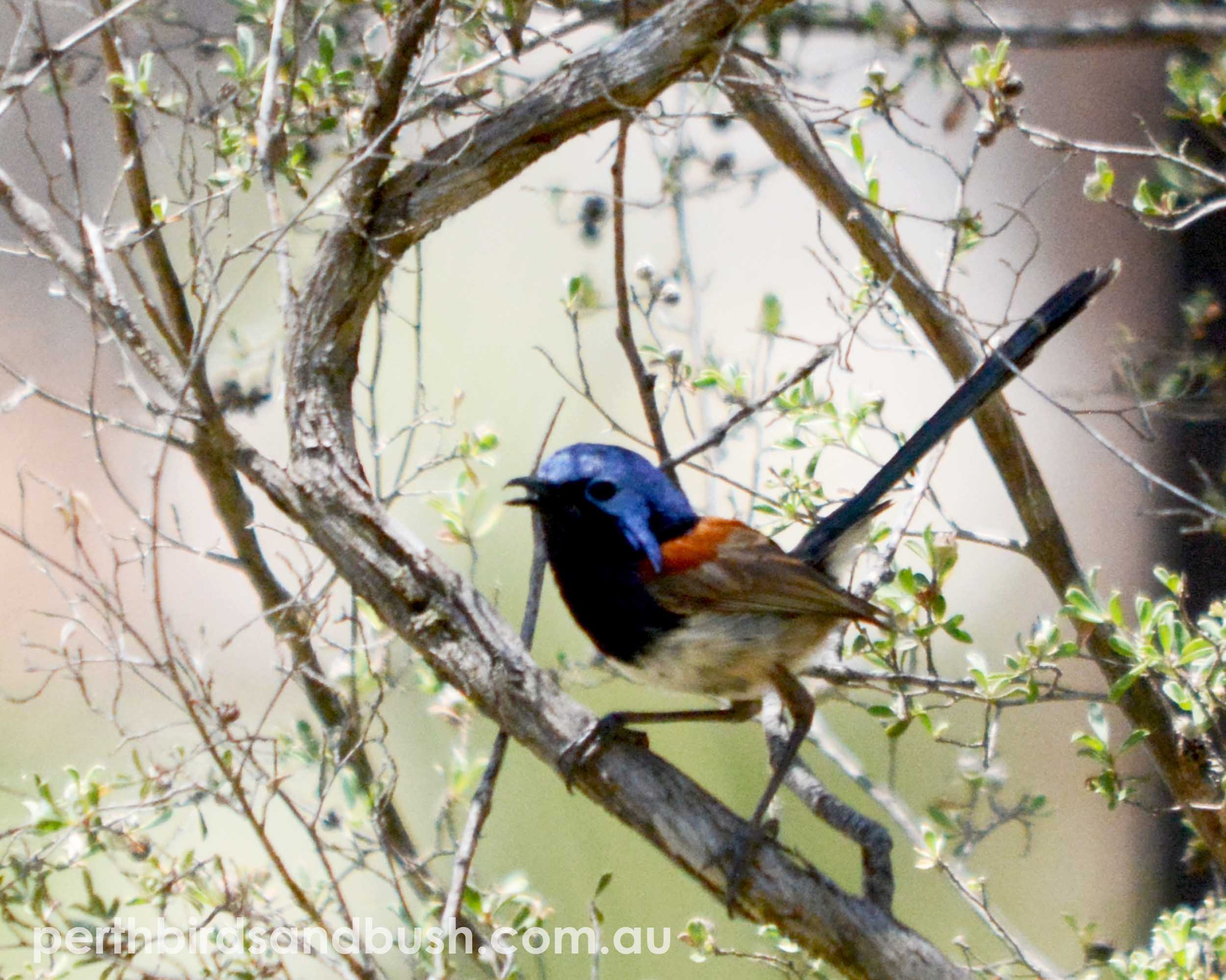 Bush Birds – Perth Birds and Bush
