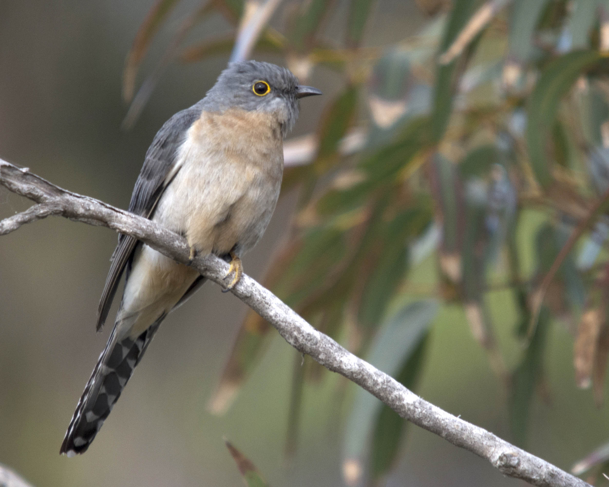 Bush Birds – Perth Birds and Bush